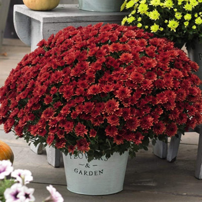 Chrysanthemum Hardy Patio Improved 6 Jumbo Plug Plants