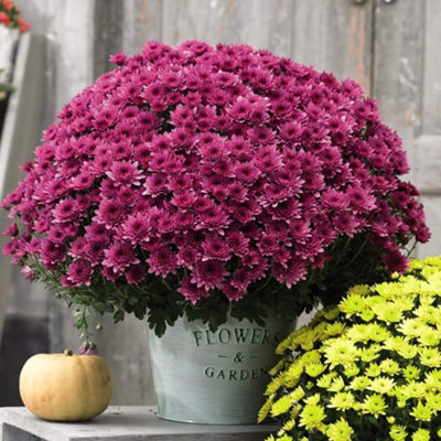 Chrysanthemum Hardy Patio Improved 6 Jumbo Plug Plants
