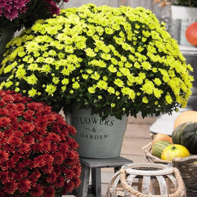 Chrysanthemum Hardy Patio Improved 6 Jumbo Plug Plants