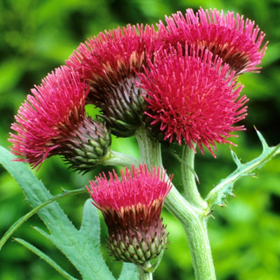 Cirsium rivulare Atropurpureum - Deep Red Blooms, Attracts Pollinators ...