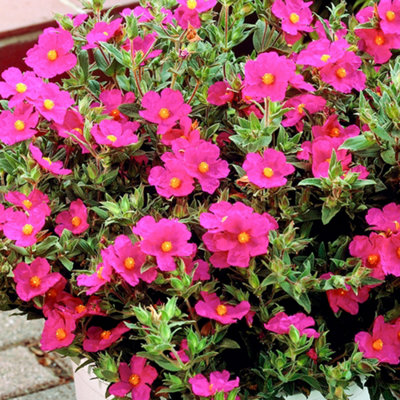 Cistus Creticus - Evergreen, Pink Flowers, Compact Size (10-30cm Height ...