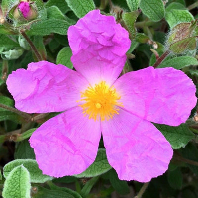 Cistus Creticus - Evergreen, Pink Flowers, Compact Size (10-30cm Height ...