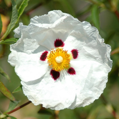 Cistus Decumbens - Evergreen, White Red and Yellow Flowers, Compact ...