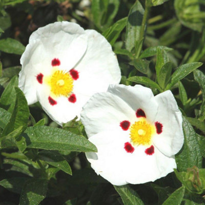 Cistus Decumbens - Evergreen, White Red and Yellow Flowers, Compact ...