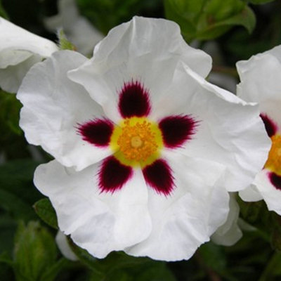 Cistus Snow Fire - Outdoor Flowering Shrub, Ideal for UK Gardens ...