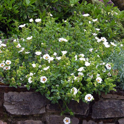 Cistus Snow Fire - Outdoor Flowering Shrub, Ideal for UK Gardens ...