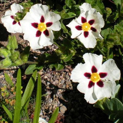 Cistus Snow Fire - Outdoor Flowering Shrub, Ideal for UK Gardens ...