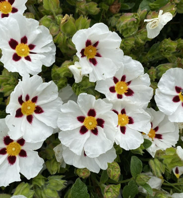 Cistus Snowfire Rock Rose Plant 2 x 9cm Pots - Hardy Evergreen Outdoor ...