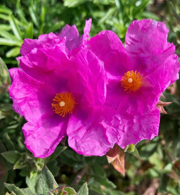 Cistus Sunset Rock Rose Plant 2 x 9cm Pots - Hardy Evergreen Shrub for ...