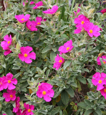 Cistus Sunset Rock Rose Plant 2 x 9cm Pots - Hardy Evergreen Shrub for ...