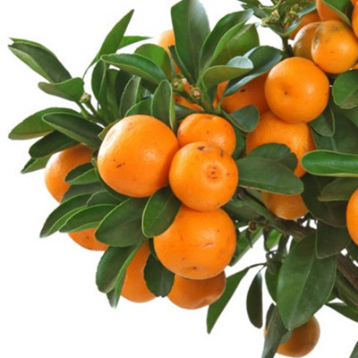 Citrus calamondin Orange Tree: Miniature Oranges, Fragrant Indoor Plant ...