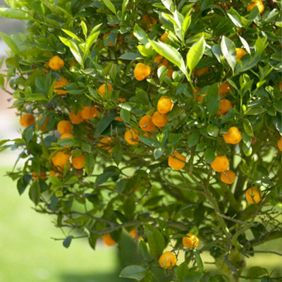 Citrus Calamondin 'Panama Orange' Tree in a 9cm Pot - Ready to Plant ...