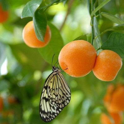 Citrus Calamondin 'Panama Orange' Tree in a 9cm Pot - Ready to Plant ...