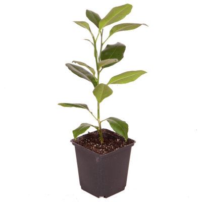 Citrus Calamondin 'Panama Orange' Tree in a 9cm Pot - Ready to Plant ...
