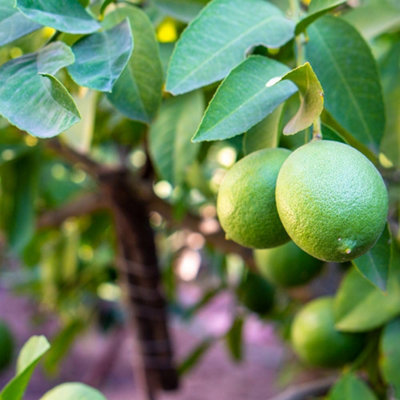 Citrus & Fig Tree Collection Calamondin Orange Tahiti Lime Lemon Green ...