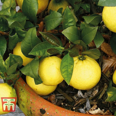 Citrus Fruit Collection - Lemon, Orange & Lime - 3 Potted Plants (9cm Pots)
