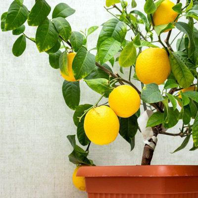 Citrus Lemon Tree in 12cm Pot - Mini Indoor Tree - Edible Fresh Fruit ...