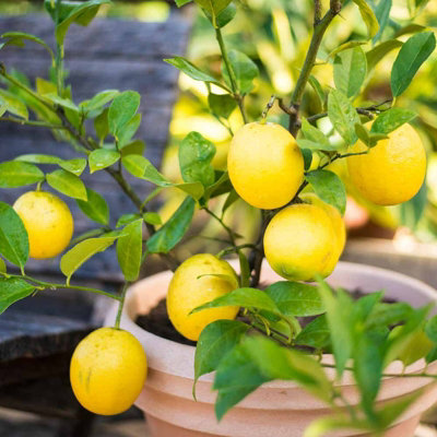 CITRUS LEMON TREE IN 12CM POT - MINI INDOOR TREE - EDIBLE FRESH FRUIT