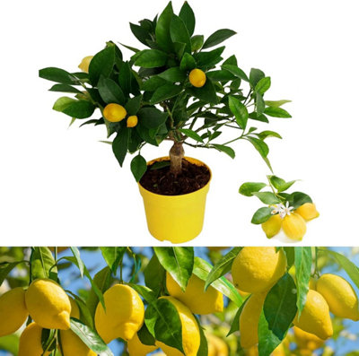 Citrus Lemon Tree - Mini Lemon Tree Indoor Plant - Produces Fresh Lemons