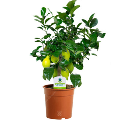 Citrus Lemon Tree: Young Lemon Sapling, Aromatic Foliage (25-35cm, 12cm ...