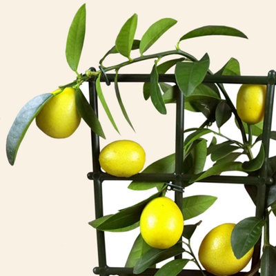 Citrus Lemon Tree: Young Lemon Sapling, Aromatic Foliage (25-35cm, 12cm ...
