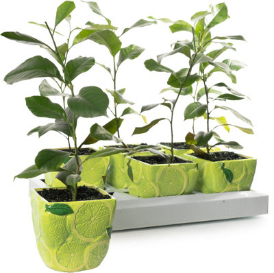 Citrus Lime in Ceramic Pot: Fresh Home-Grown Zest (20-30cm, 9cm Pot)