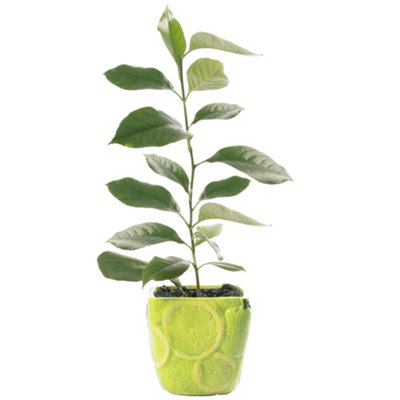 Citrus Lime in Ceramic Pot: Fresh Home-Grown Zest (20-30cm, 9cm Pot)
