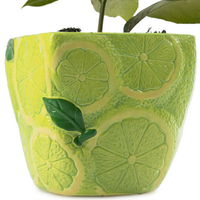 Citrus Lime in Ceramic Pot: Fresh Home-Grown Zest (20-30cm, 9cm Pot)