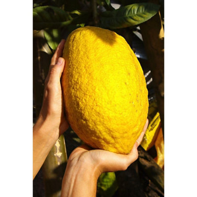 Citrus Medica Cedro - Large Aromatic Fruit Fragrant Flowers Evergreen ...