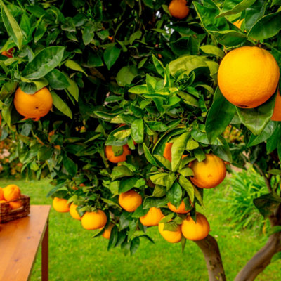 Citrus sinensis 'Orangin' / Sweet Orange Tree in 1-2L Pot, Large ...