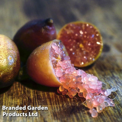 Citrus Tree - Caviar Lime - 3 Litre Potted Plant x 1