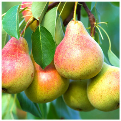 Clapp's Favourite Pear Tree 4-5ft Tall, Juicy Dessert Pear With Sweet ...