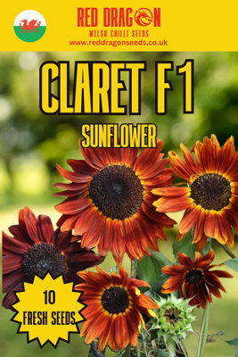 Claret F1 Sunflower Seeds - 10 Fresh Seeds