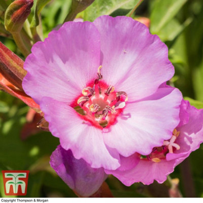 Clarkia Pink Buttercups 1 Seed Packet