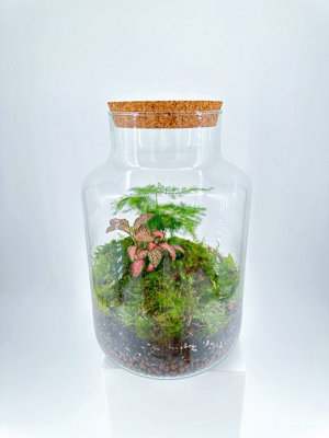 Classic Asparagus Fern and Fittonia Terrarium - Bioactive and Fully ...