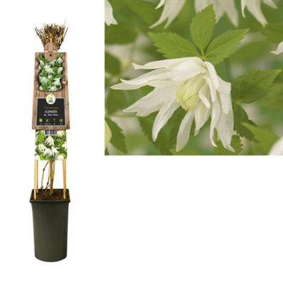 Clematis Alpina Albina Plena, 17cm Pot Size, 75cm Tall, Clematis ...