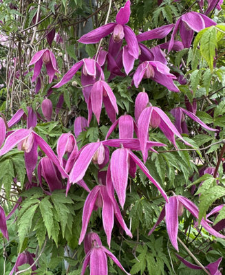 Clematis Alpina Constance - Deep Blue Flowers Supplied In A 7cm Pot
