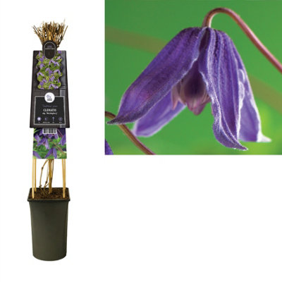 CLEMATIS ALPINA HELSINGBORG, 17CM POT SIZE, 75CM TALL, CLEMATIS, INDOOR ...