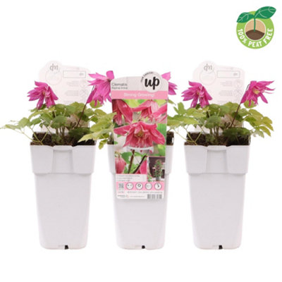 Clematis Alpina Imke, 15cm Pot Size, 20cm Tall, Imke Alpina Clematis ...