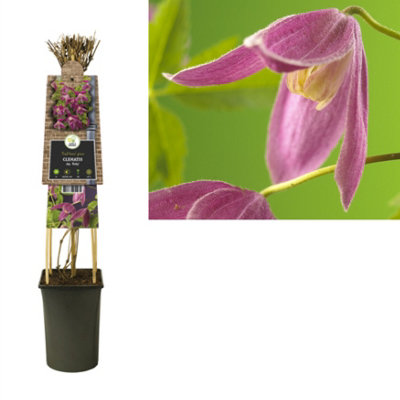 Clematis Alpina Ruby, 17cm Pot Size, 75cm Tall, Clematis,Indoor Houseplant