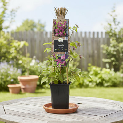 Clematis Alpina Ruby Pot size 17 Cm Height 75 Indoor Houseplant