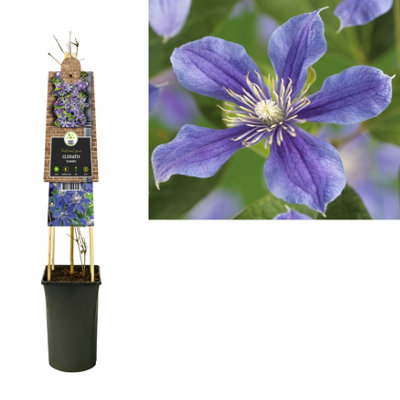 Clematis Arabella, 17cm Pot Size, 75cm Tall, Clematis, Indoor Houseplant