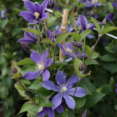 Clematis Arabella 3 Litre Potted Plant x 1