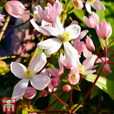 Clematis Armandii Apple Blossom 2 Litre Pot x 2