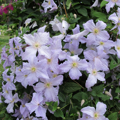 Clematis Blue Angel - Heavenly Blue Flowers, Climbing Vine, Morning Sun ...