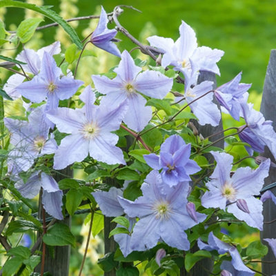 Clematis Blue Angel - Heavenly Blue Flowers, Climbing Vine, Morning Sun ...