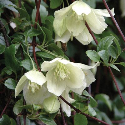 Clematis cirrhosa Wisley Cream in a 7cm Pot