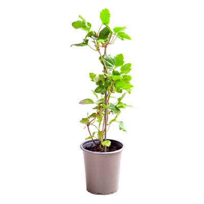 Clematis cirrhosa Wisley Cream in a 7cm Pot