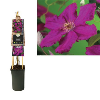 Clematis Ernest Markham, 17cm Pot Size, 75cm Tall, Clematis, Indoor ...