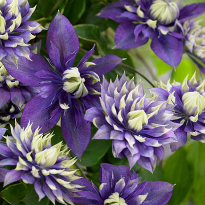 Clematis florida 'Taiga' Deciduous Flowering Climber Garden Shrub Plant ...